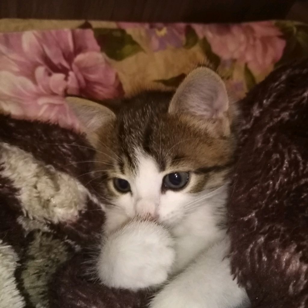 Иконка канала вася