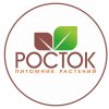 Иконка канала Питомник Росток | Саженцы от производителя