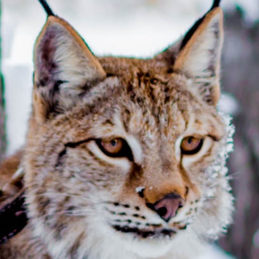 Иконка канала dressirovshik