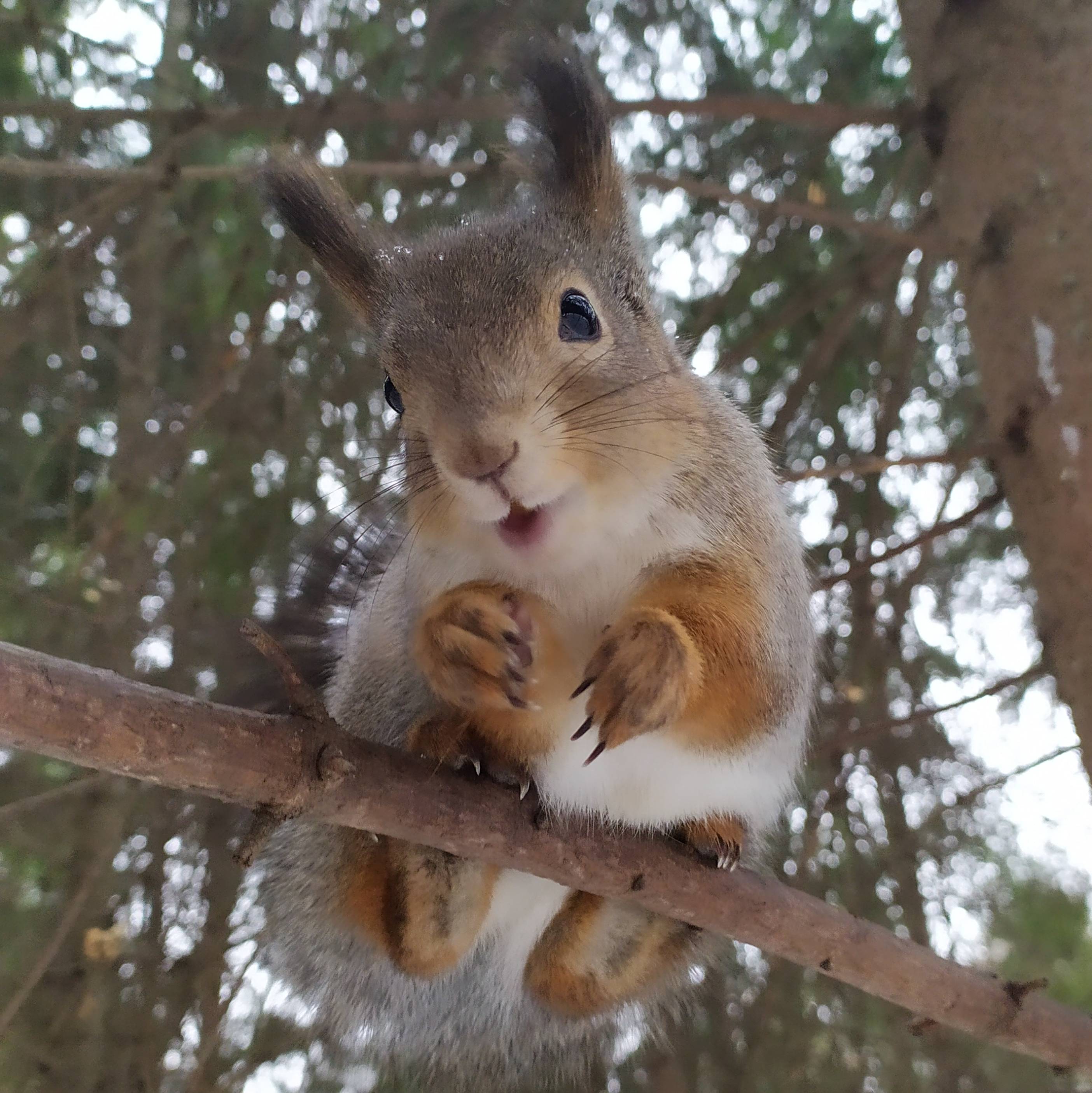 Иконка канала Парковые белки. Park Squirrels