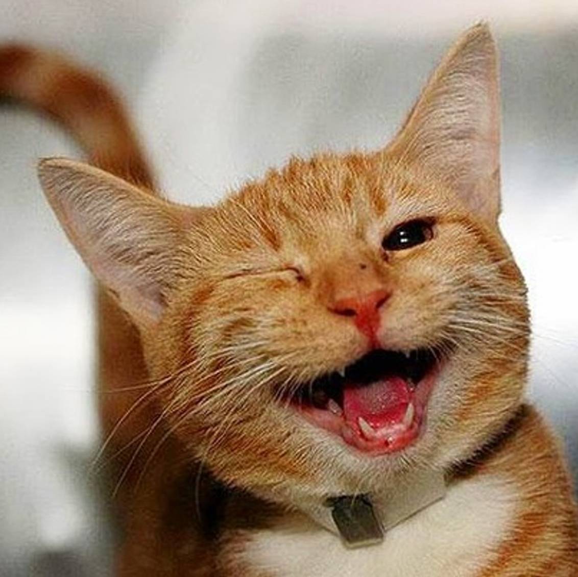 Иконка канала Животные в Объективе