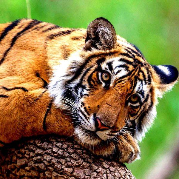 Иконка канала Matsila