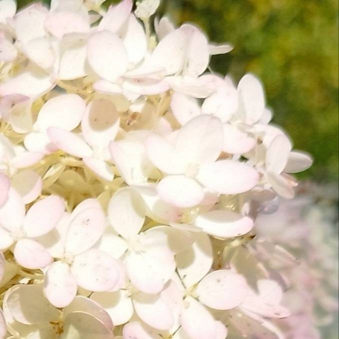 Иконка канала ЛЕСНАЯ ФЕРМА