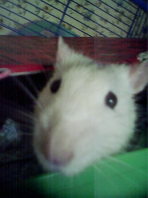 Иконка канала SeeUintheManganimeWorld