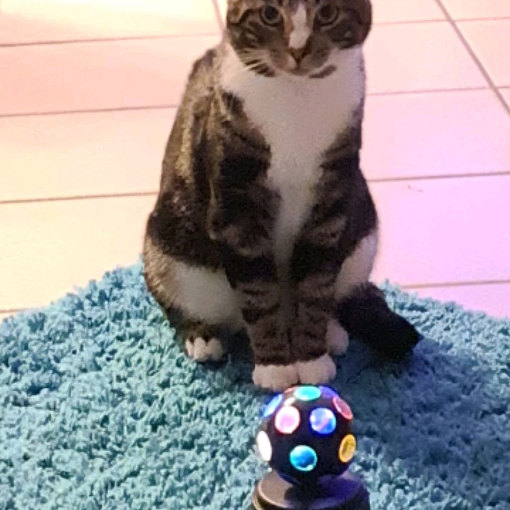 Иконка канала ❤️ ♥️ ❤️ КОТИК ♥️ ❤️ ♥️