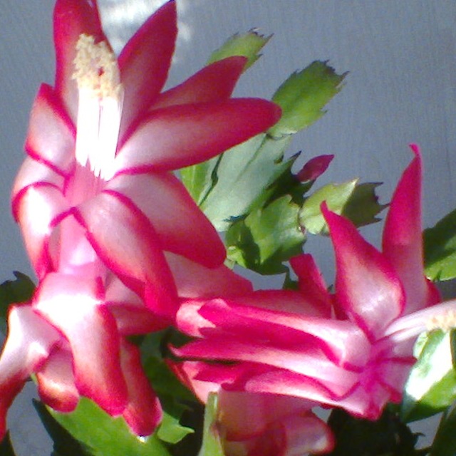 Иконка канала Vera