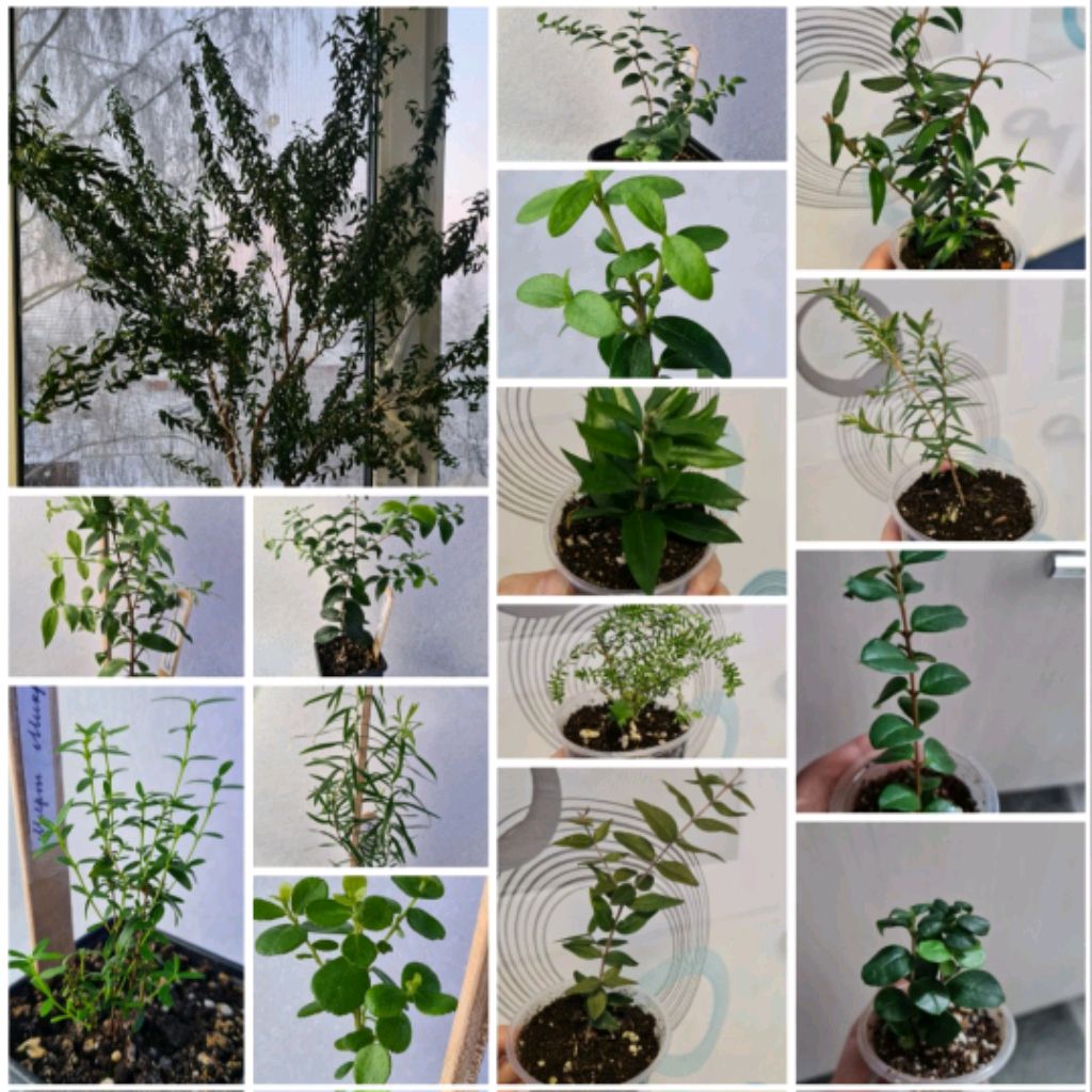 Иконка канала Мирт и Миртовые.