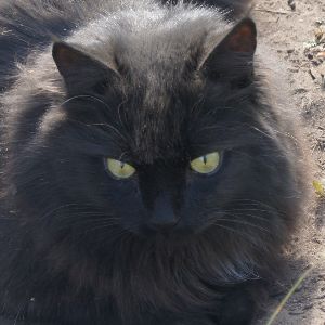 Иконка канала White Cat Man