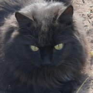 Иконка канала White Cat Man