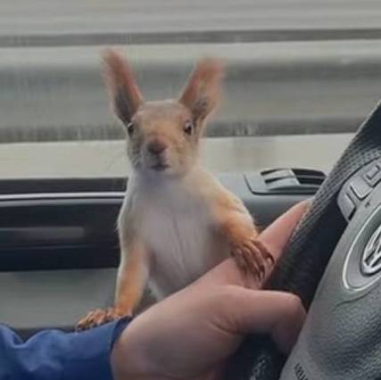 Иконка канала В поисках Гайки