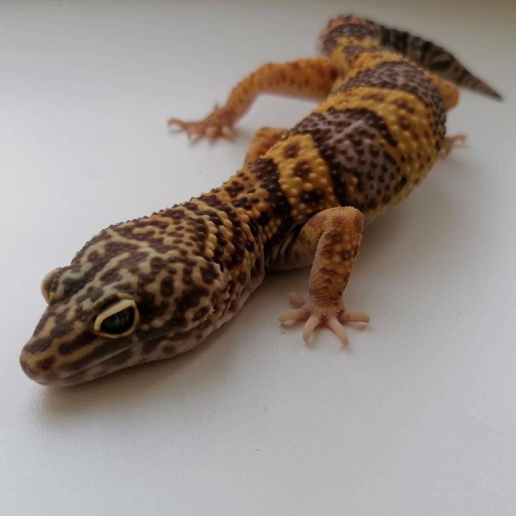 Иконка канала Животные Дома