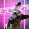 Иконка канала Мой ушастый Друг