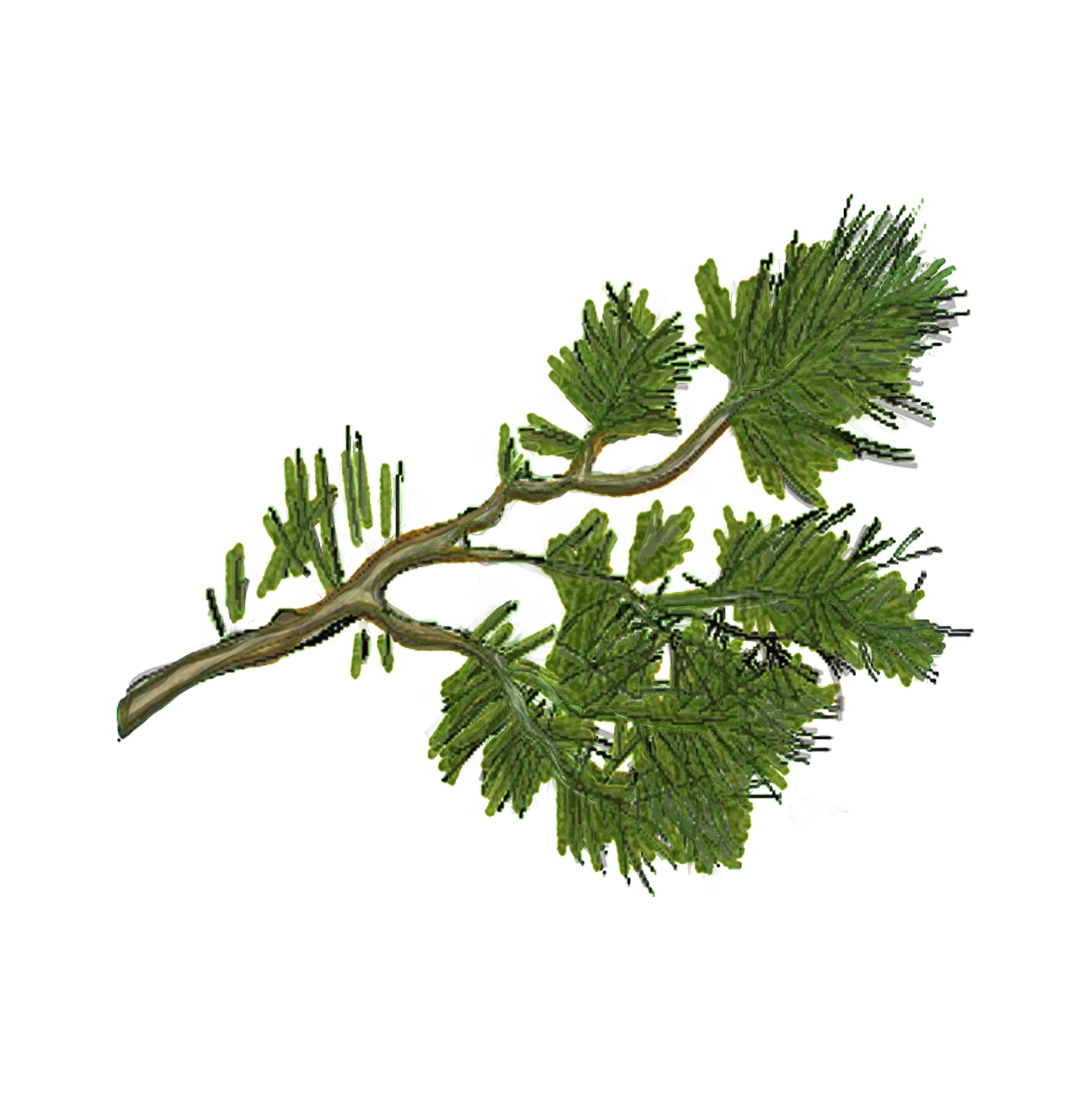 Иконка канала кедрRUS