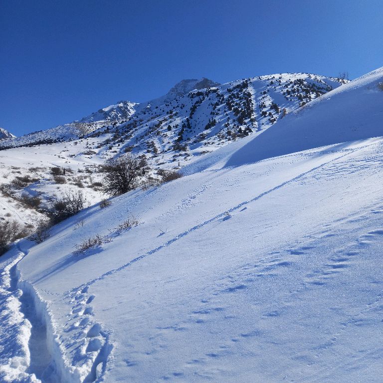 Иконка канала Шакула Фёдор wildlife production