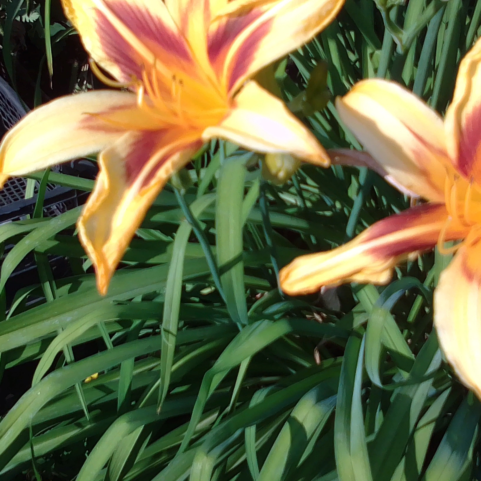 Иконка канала Мой садовый участок 4 сотки