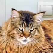 Иконка канала Aksel Frank - Лучшее