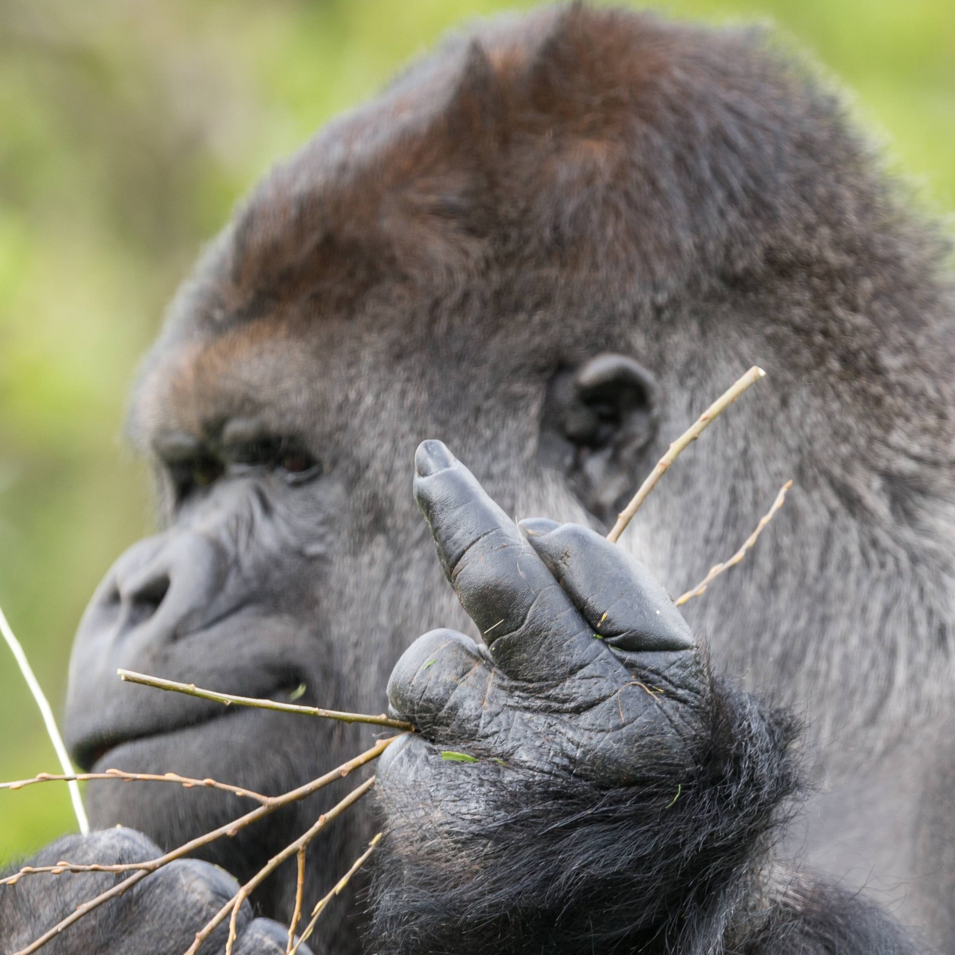 Иконка канала The Joker