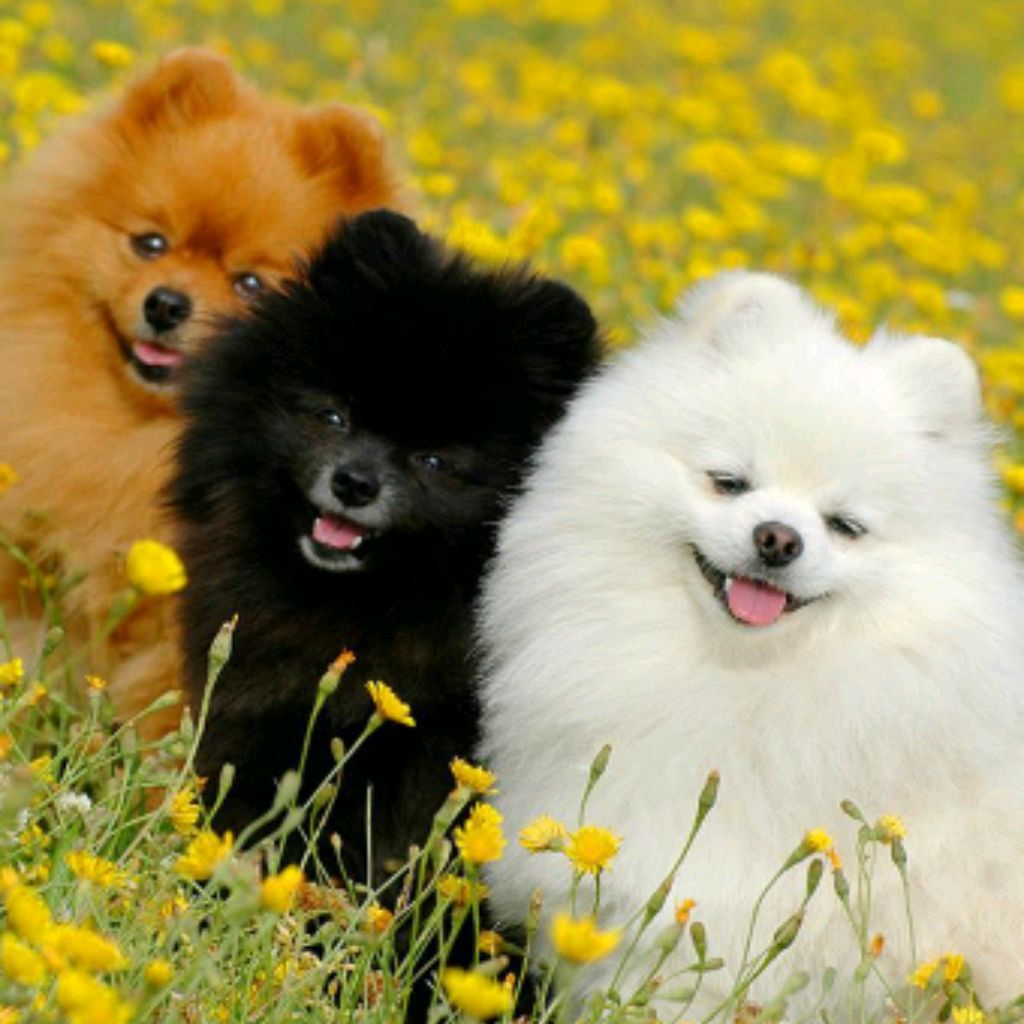 Иконка канала Настя собачкина game