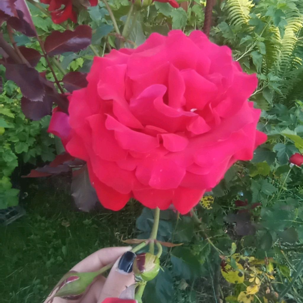 Иконка канала Ева шоу