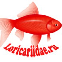 Иконка канала Кольчужные сомы Лорикариевые.