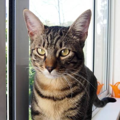 Иконка канала Тихомир Котов