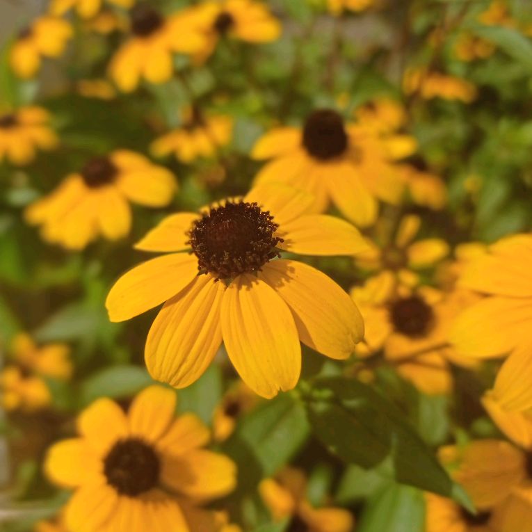 Иконка канала A_lisa