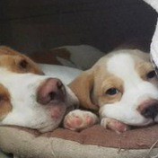 Иконка канала Beagle&Beagle