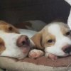 Иконка канала Beagle&Beagle