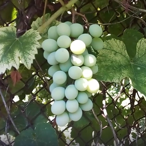 Иконка канала Мой родной край