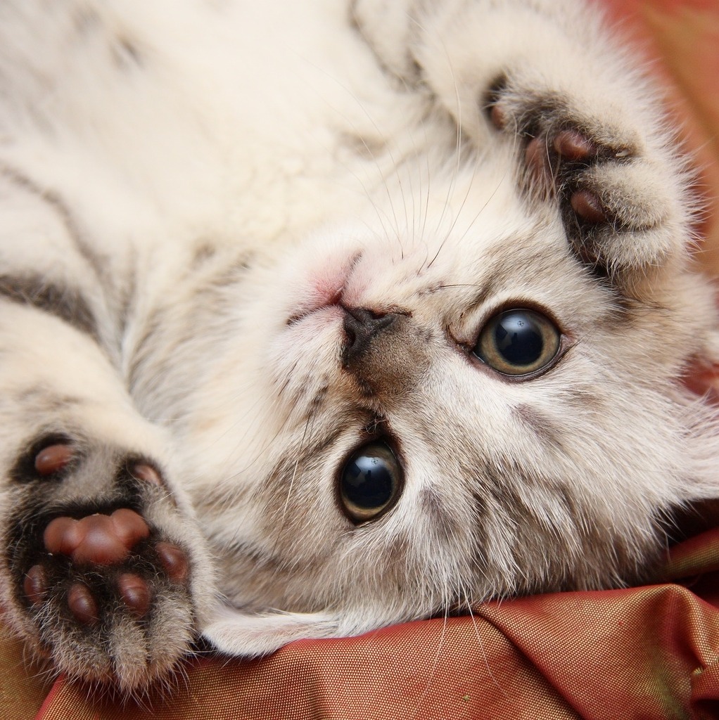 Иконка канала NA RUTUBE