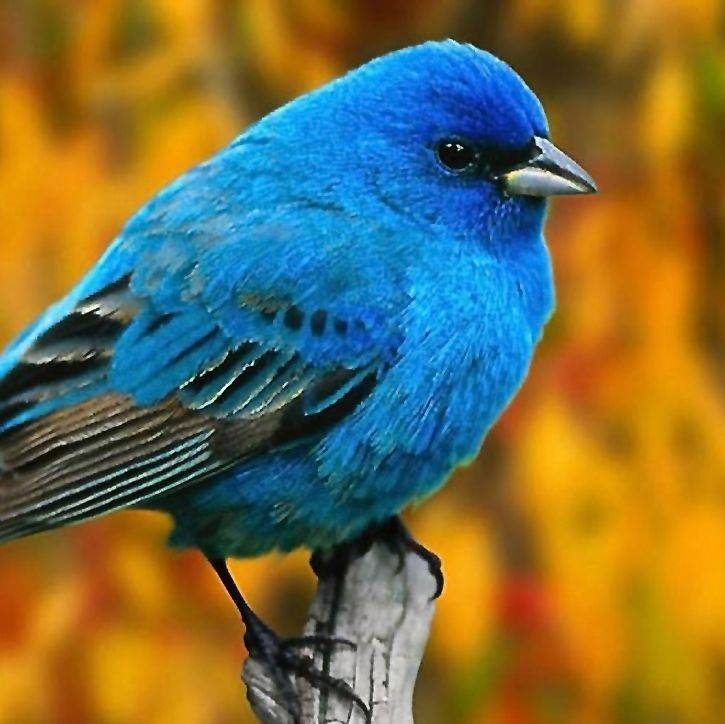 Иконка канала Слушая Природу