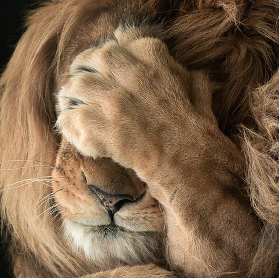 Иконка канала Будни льва