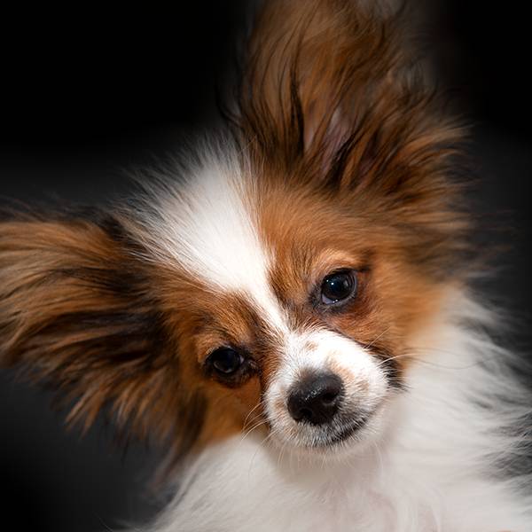 Иконка канала Папильон Алтай