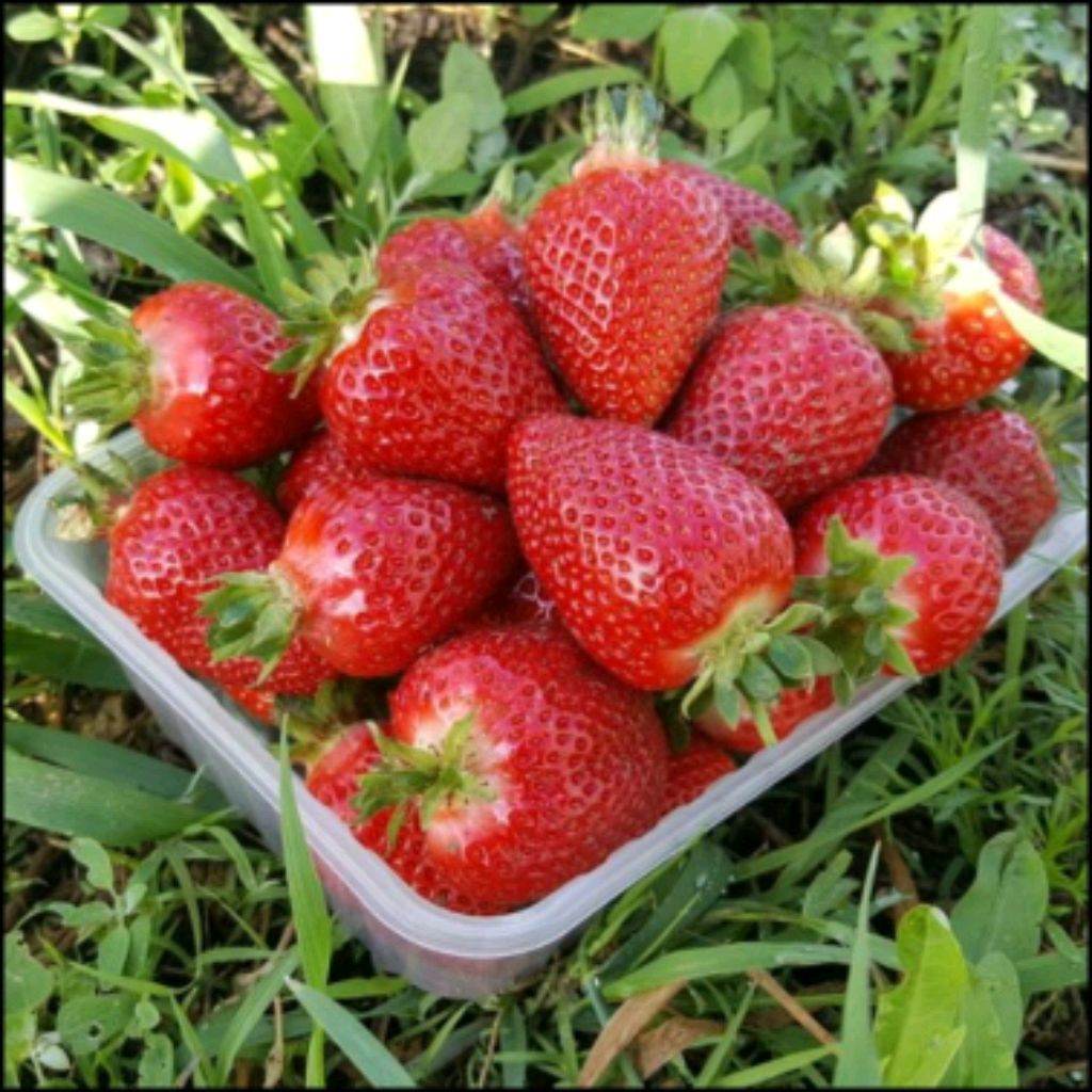 Иконка канала Ягода Амура