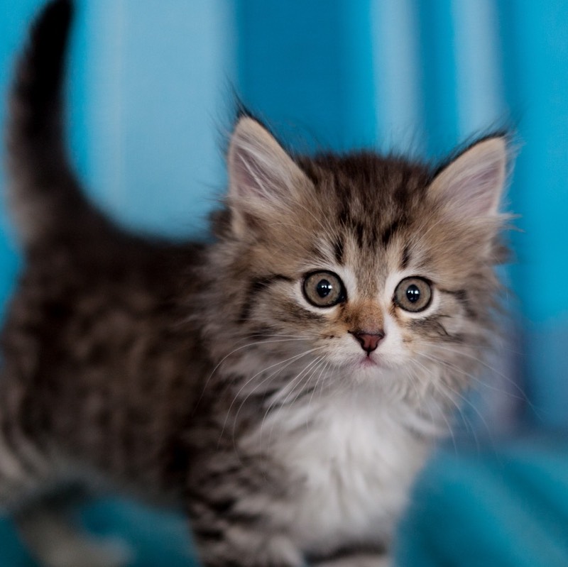 Иконка канала Funny Cat