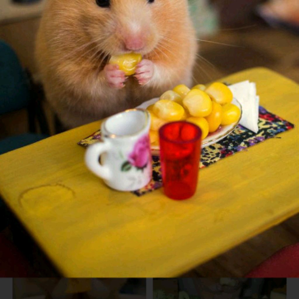 Иконка канала Готовим с Хомяком.