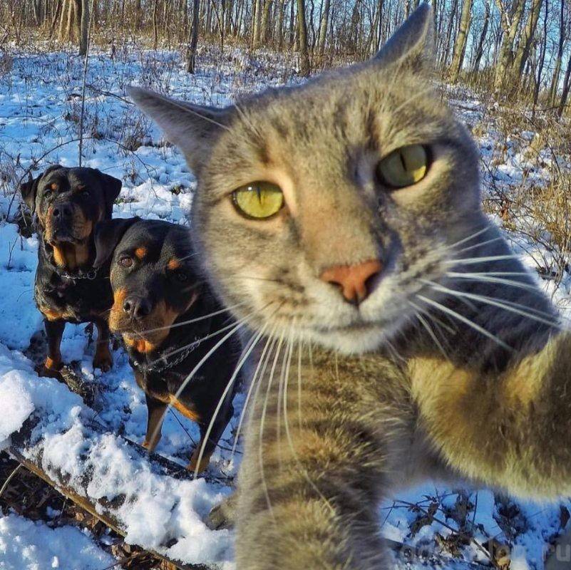 Иконка канала Los Animals