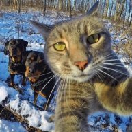 Иконка канала Los Animals