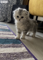 Иконка канала Кот Лёлик