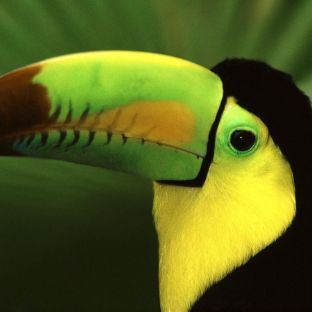 Иконка канала ТУКИ-ТУКИ