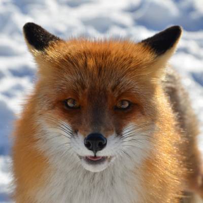 Иконка канала Lux Glans