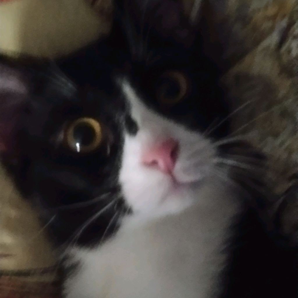 Иконка канала Борумбей