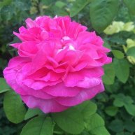 Иконка канала Эфиромасличная роза. Крым.