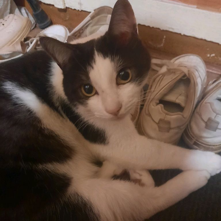 Иконка канала Кот топ