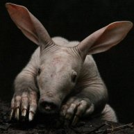 Иконка канала Бармаглот строит дом