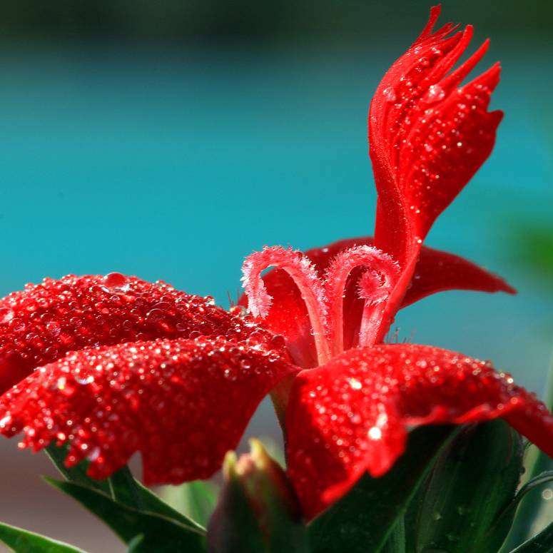 Иконка канала Alenkii