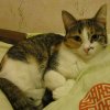 Иконка канала Елена Птицына