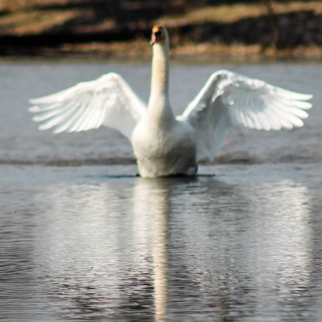 Иконка канала IZVOLSK