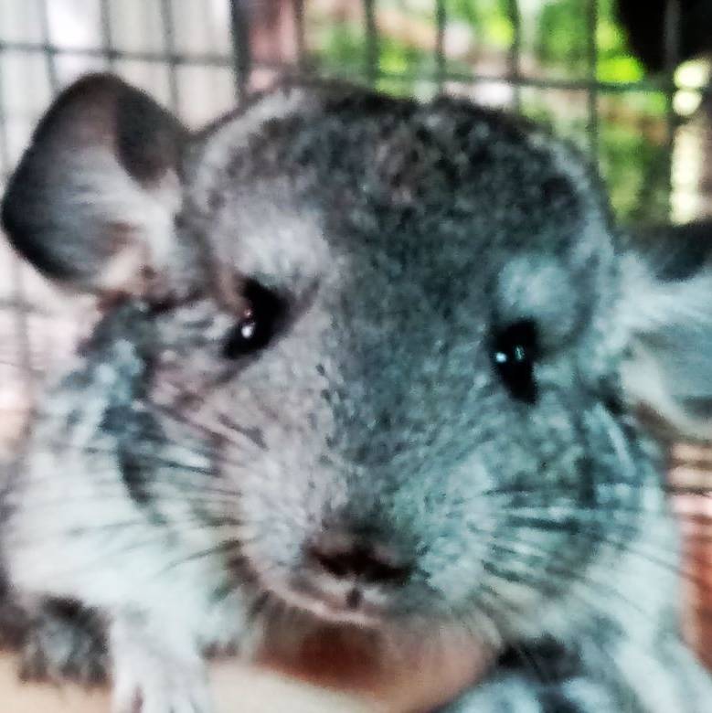 Иконка канала Про ЗВЕРЯТ