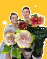 Иконка канала Hibibloom